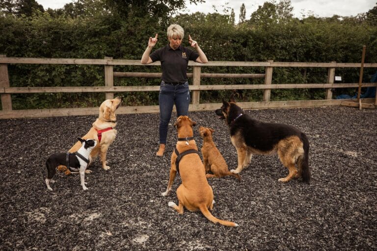 Courses & Workshops - Helen Masters Dog Training